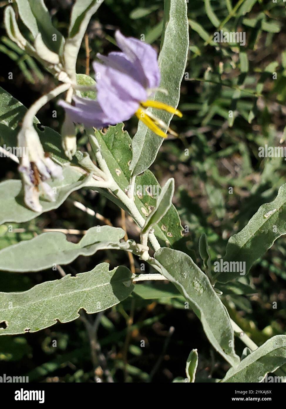 silverleaf nightshade (Solanum elaeagnifolium Stock Photo - Alamy