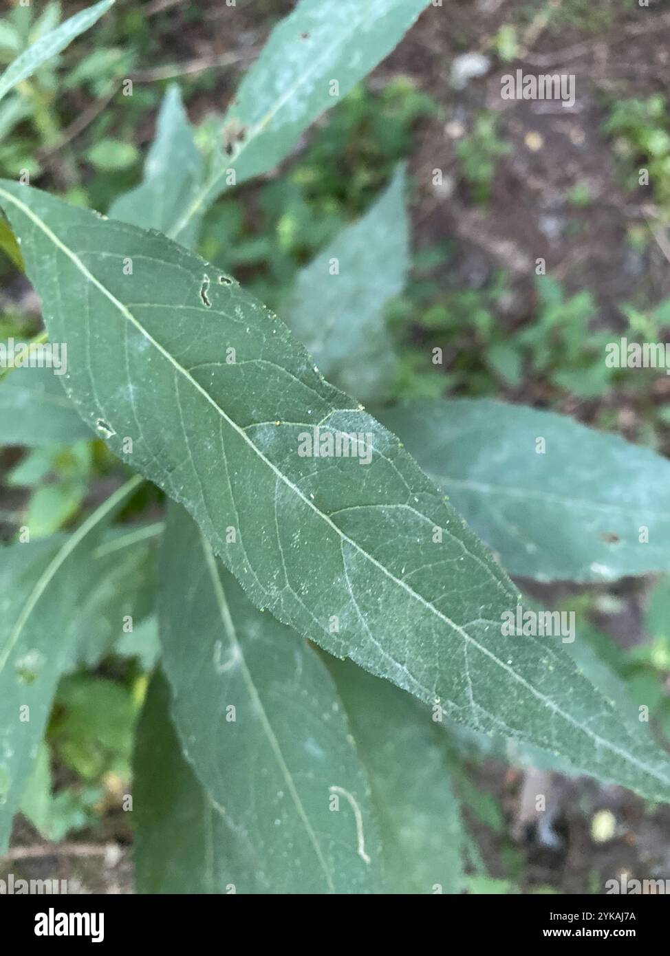 Wingstem (Verbesina alternifolia Stock Photo - Alamy