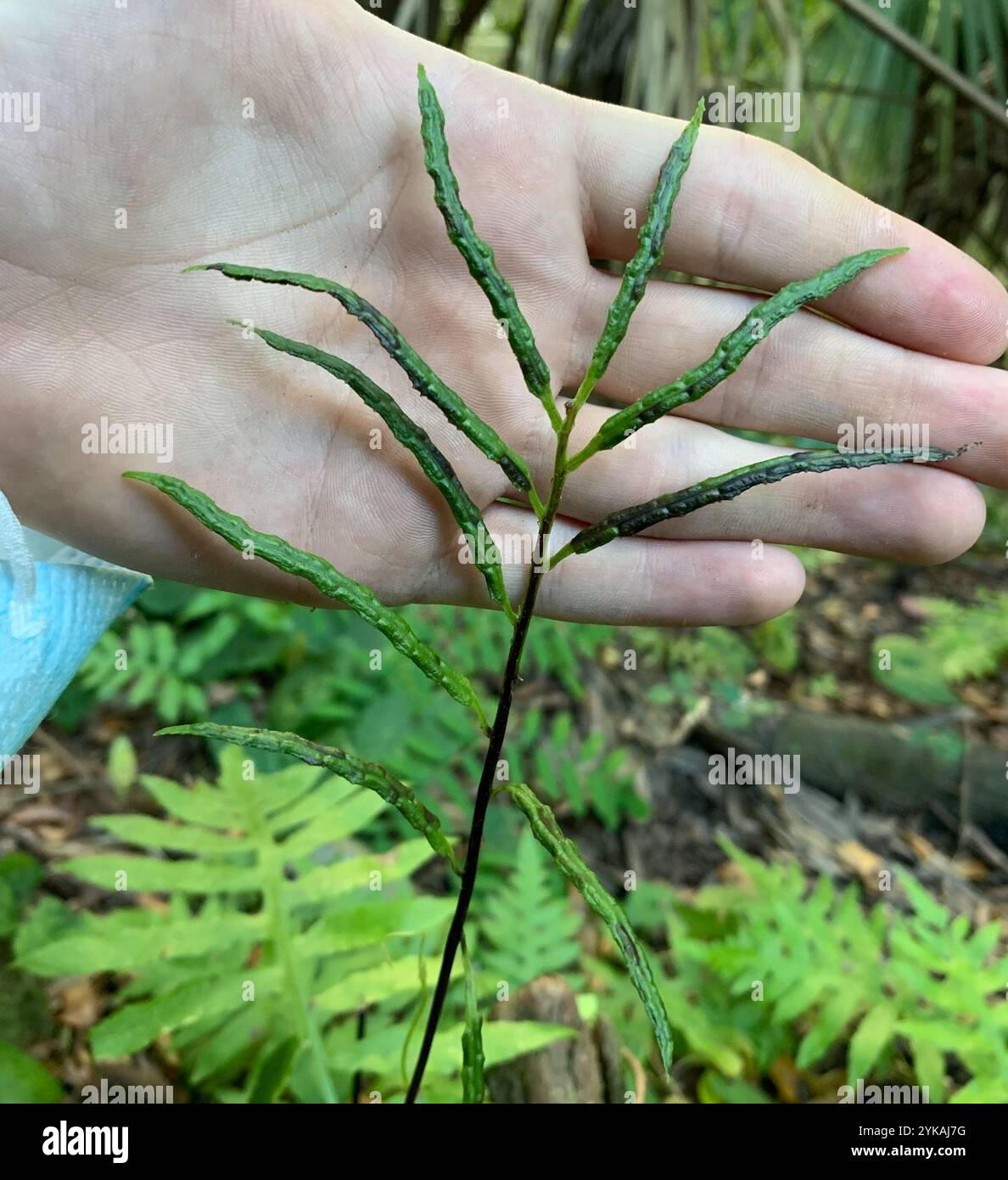 netted chain fern (Woodwardia areolata Stock Photo - Alamy