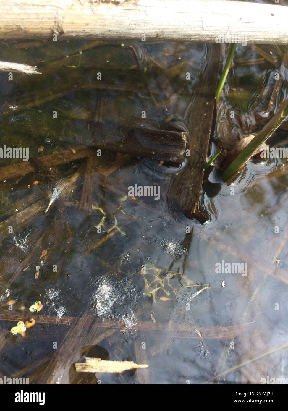 Floating Crystalwort (Riccia fluitans Stock Photo - Alamy