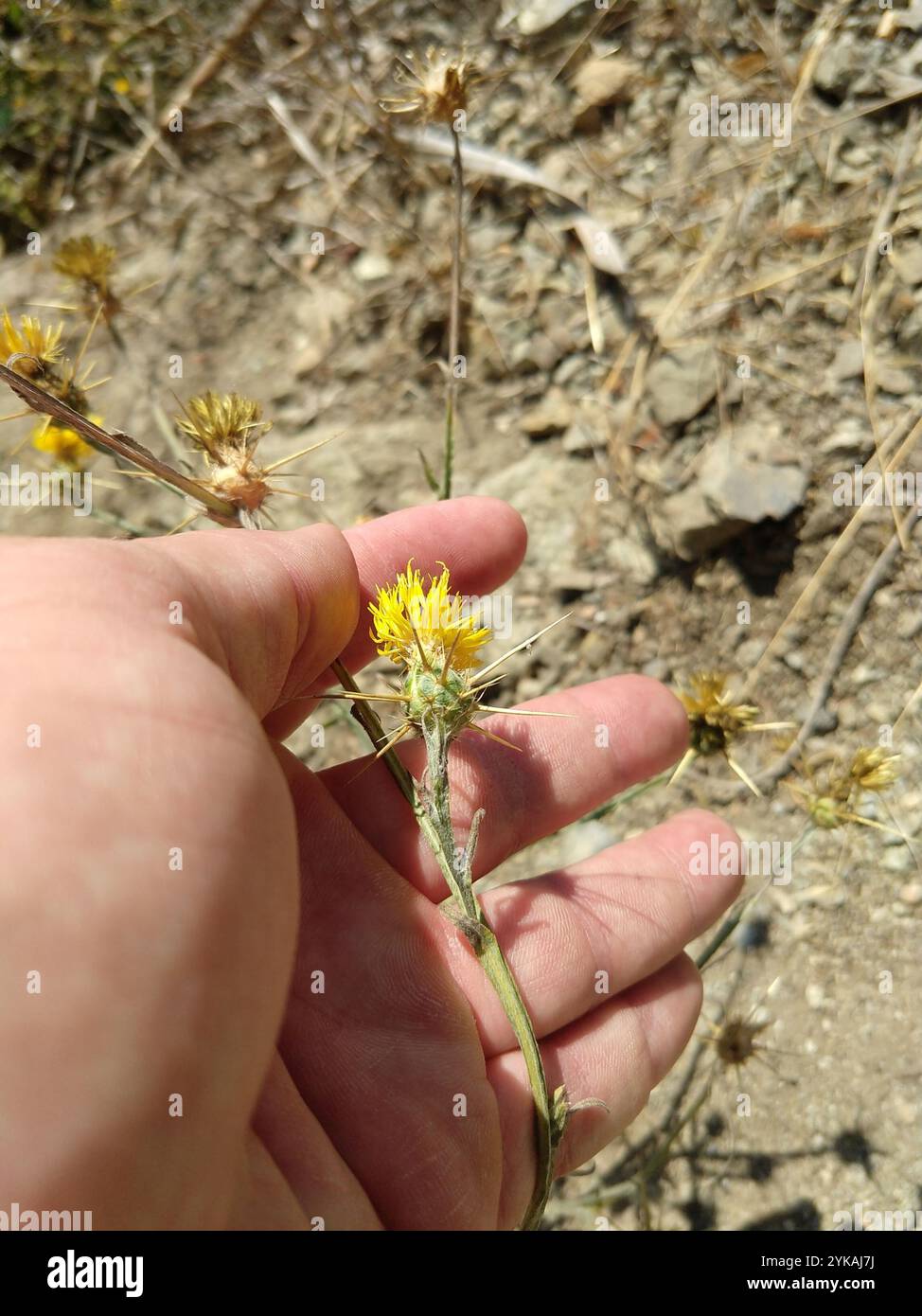 Yellow Star-Thistle (Centaurea solstitialis Stock Photo - Alamy