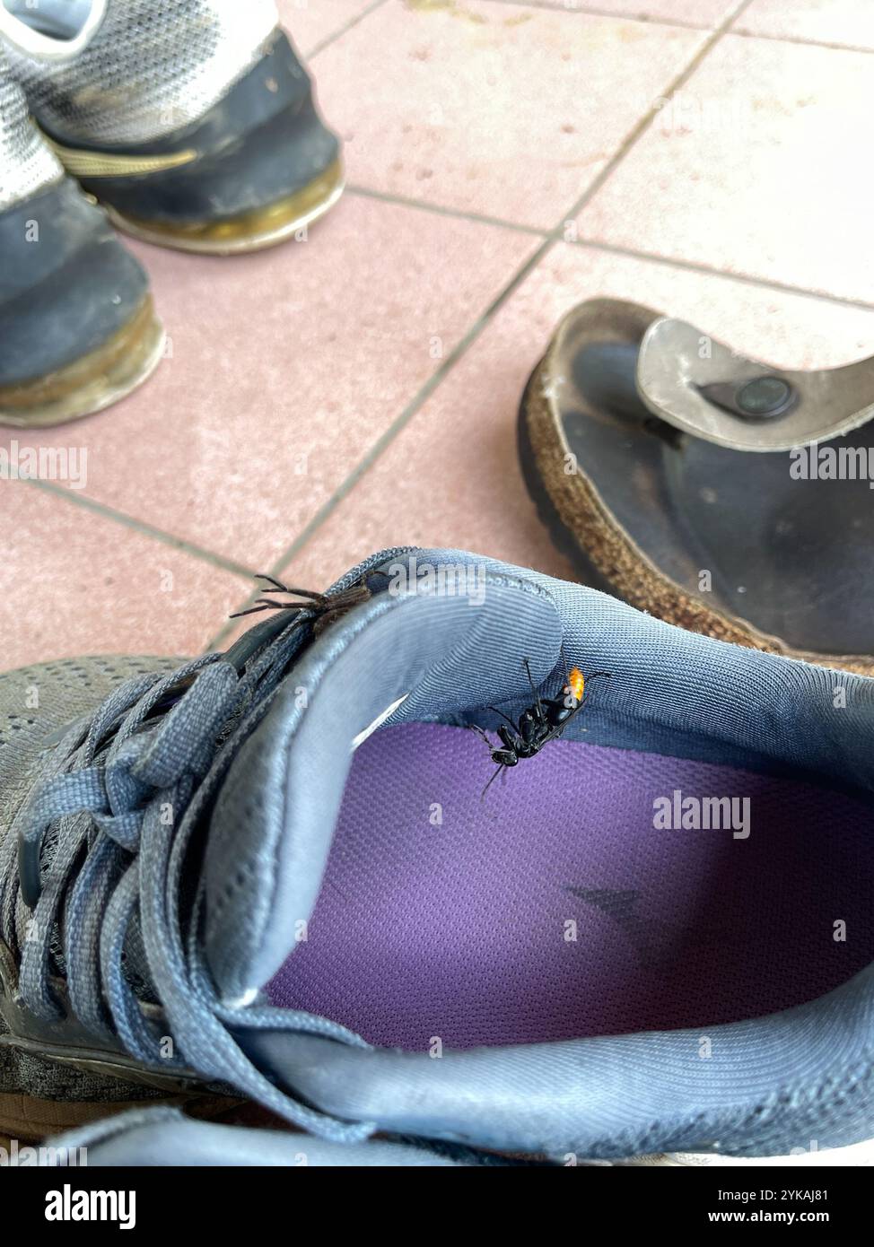 Asian Red-tailed Spider Wasp (Tachypompilus analis Stock Photo - Alamy