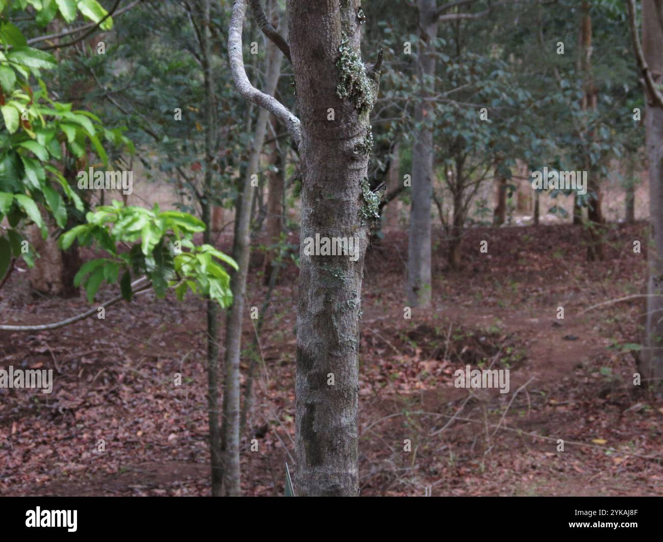 Ferntop Ash (Ailanthus triphysa Stock Photo - Alamy