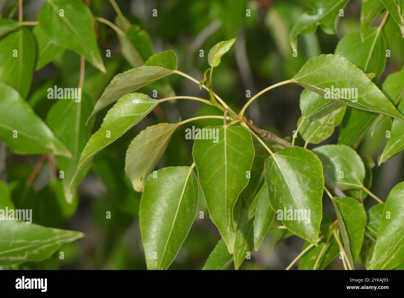 black cottonwood (Populus trichocarpa Stock Photo - Alamy