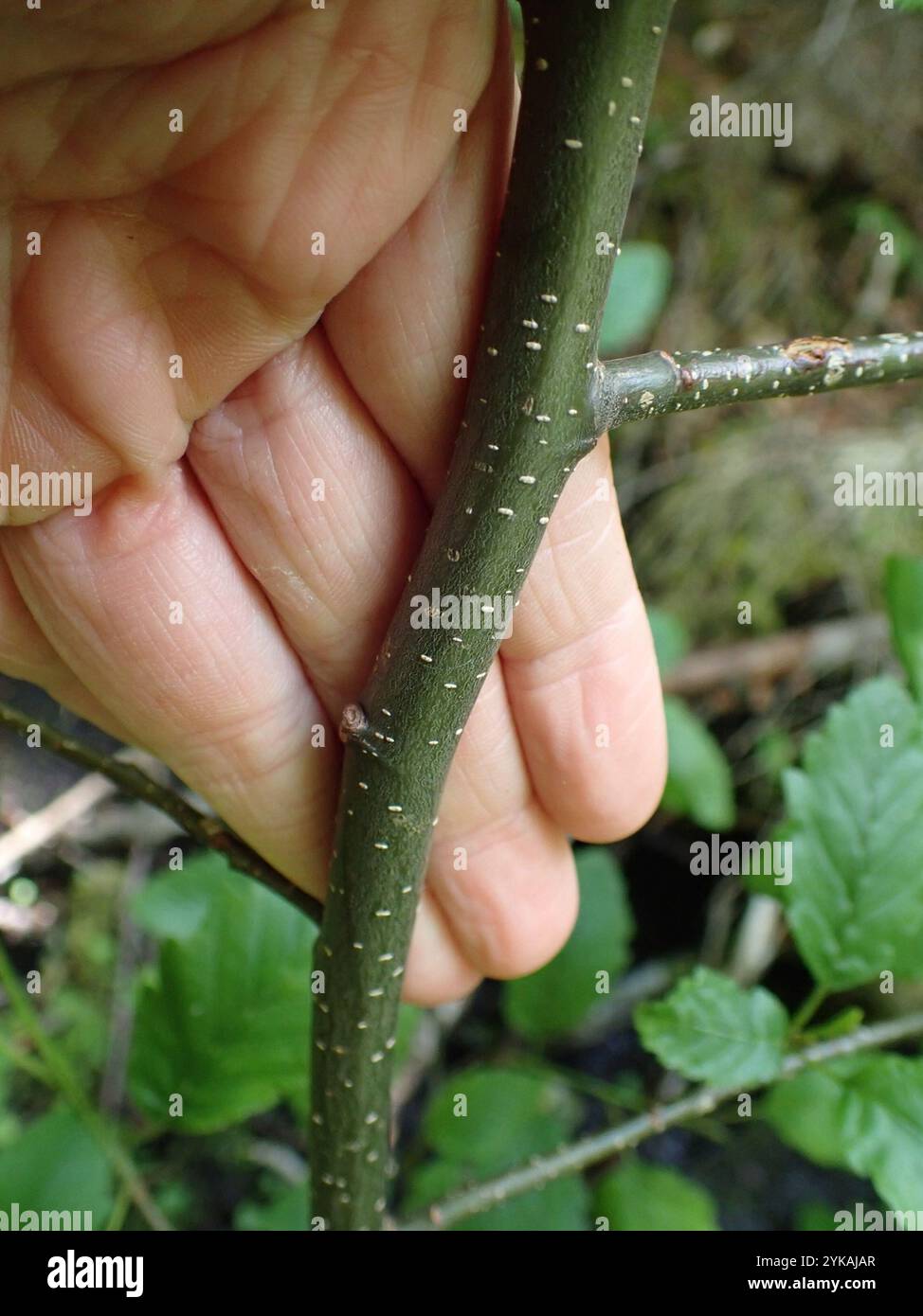 Red Alder (Alnus rubra Stock Photo - Alamy
