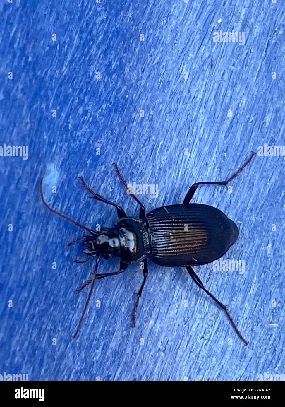 European Gazelle Beetle (Nebria brevicollis Stock Photo - Alamy