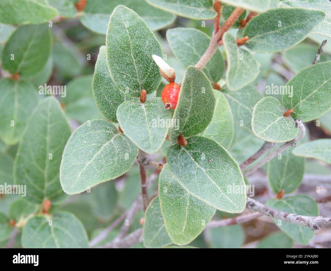 Canadian buffalo-berry (Shepherdia canadensis Stock Photo - Alamy