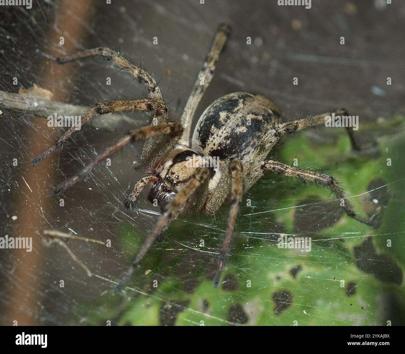 Labyrinth spider (Agelena labyrinthica Stock Photo - Alamy