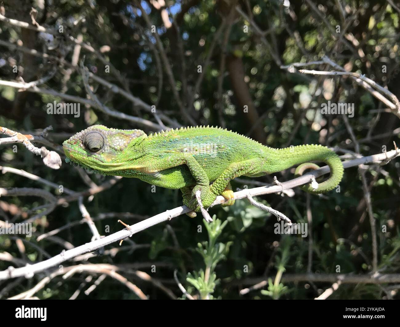 Cape Dwarf Chameleon (Bradypodion pumilum Stock Photo - Alamy