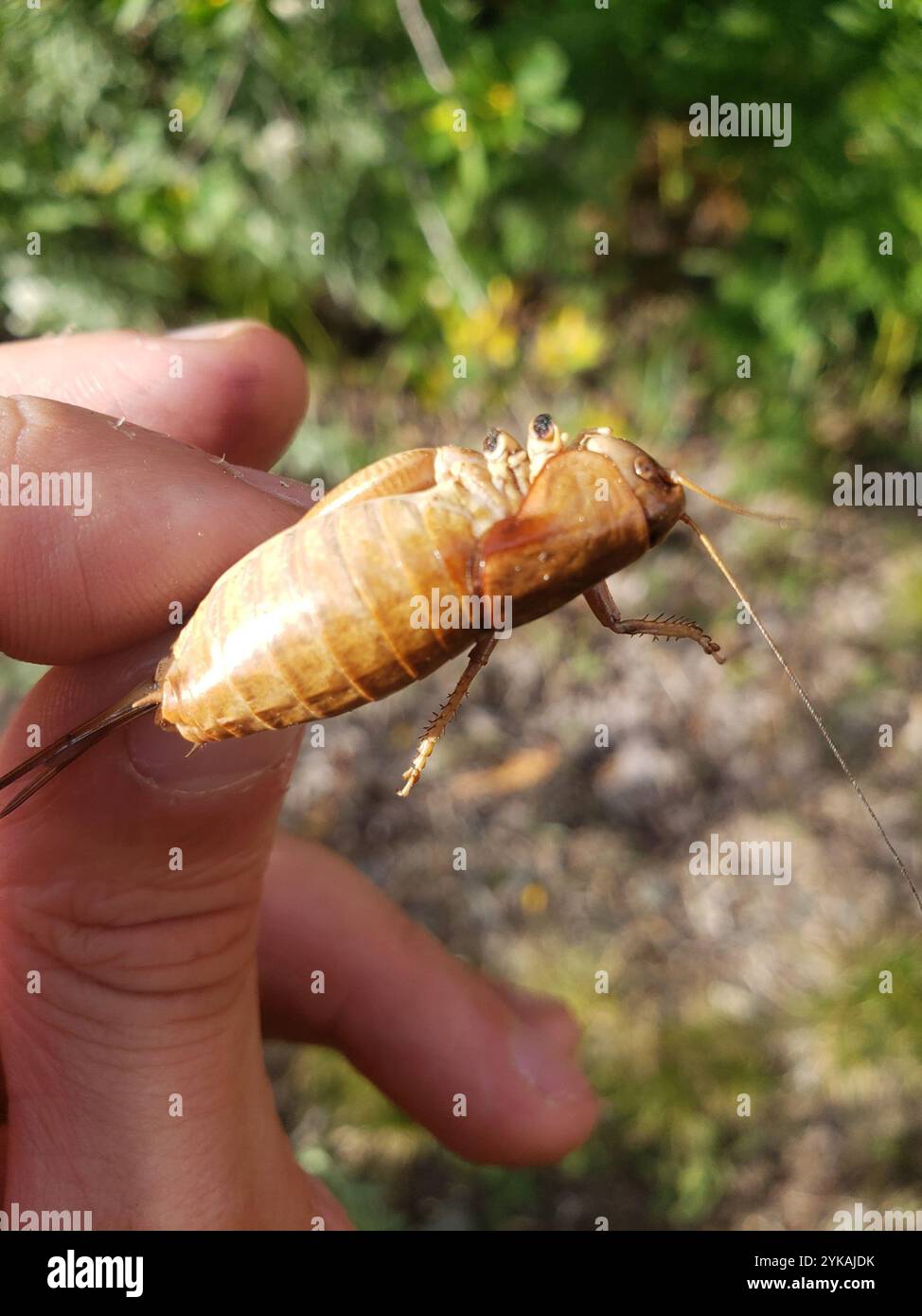 Anabrus simplex hi-res stock photography and images - Alamy