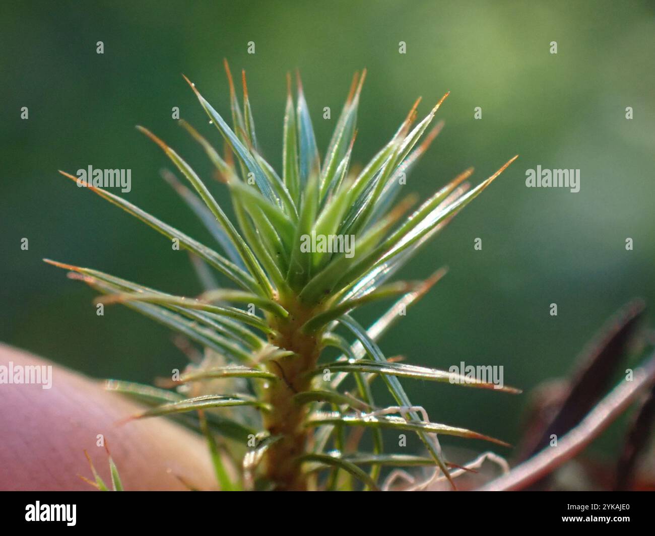 juniper haircap moss (Polytrichum juniperinum Stock Photo - Alamy