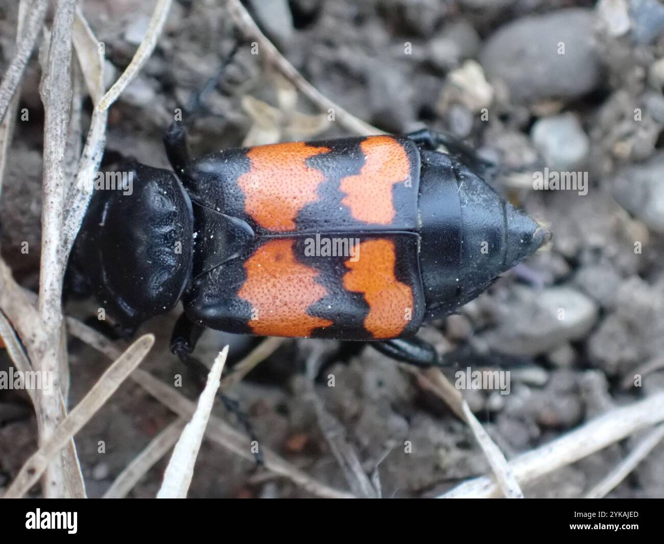 Yellow-bellied Burying Beetle (Nicrophorus guttula Stock Photo - Alamy