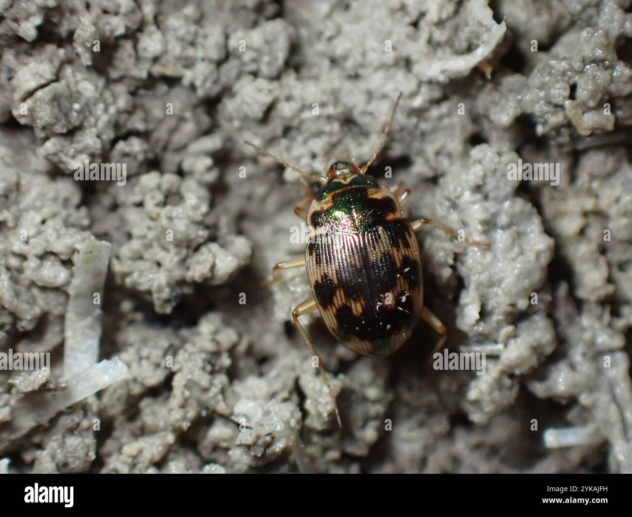Round sand beetles (Omophron Stock Photo - Alamy