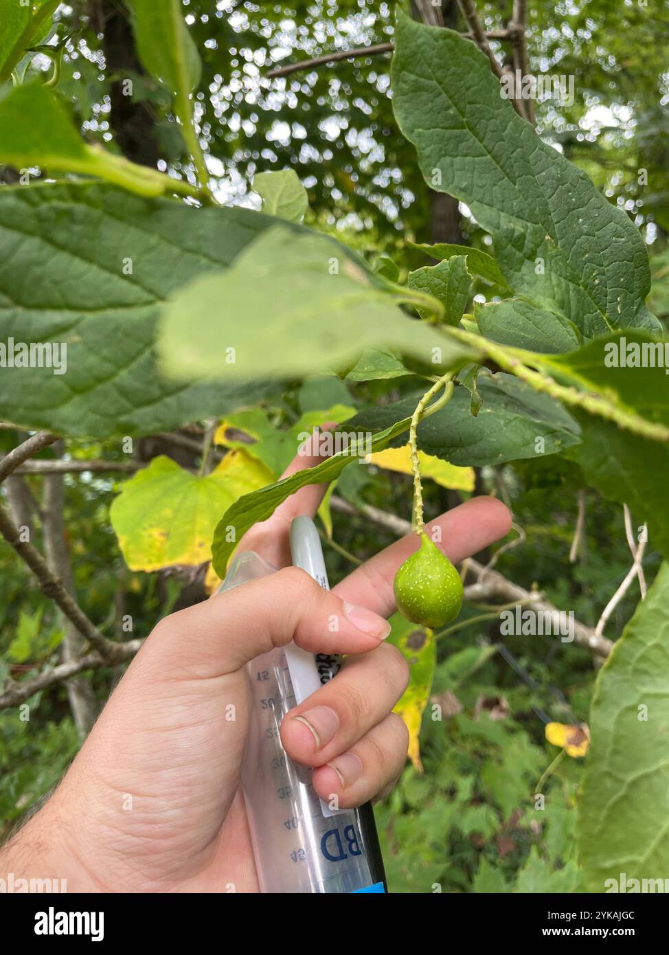 Buffalo-nut (Pyrularia pubera Stock Photo - Alamy