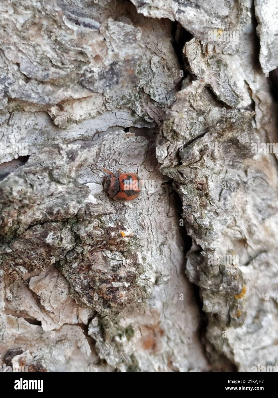 Novius cardinalis hi-res stock photography and images - Alamy