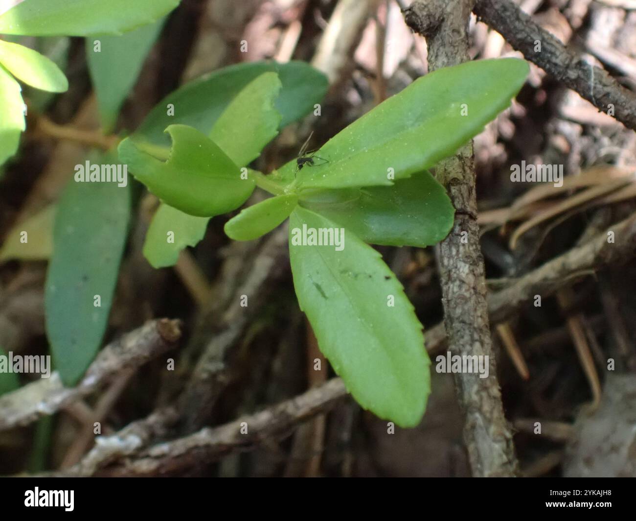 Oregon Boxwood (Paxistima myrsinites Stock Photo - Alamy
