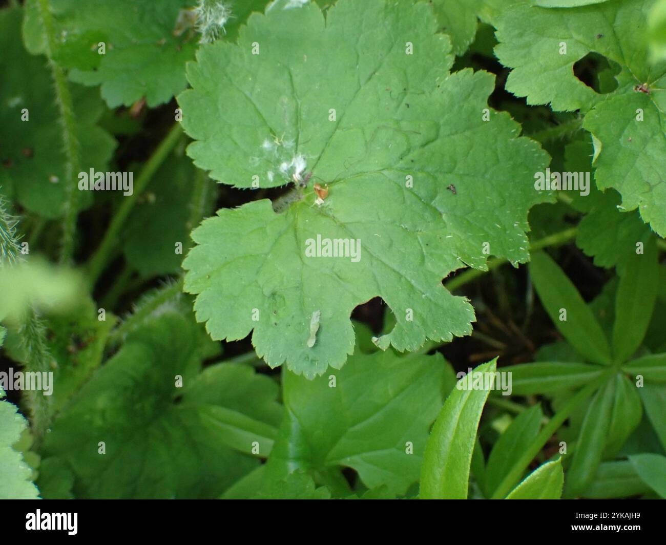 fringe cups (Tellima grandiflora Stock Photo - Alamy