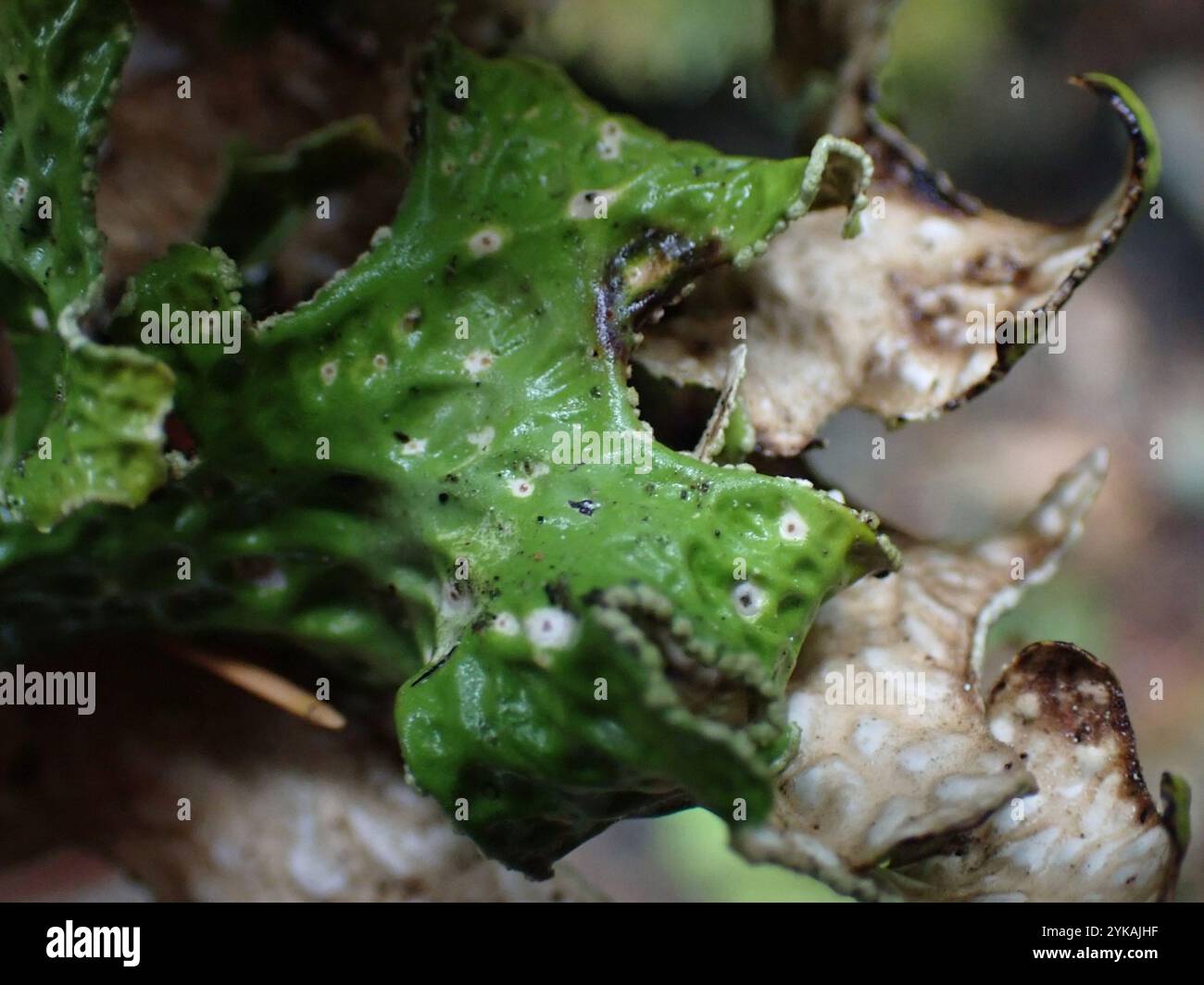 Tree Lungwort (Lobaria pulmonaria Stock Photo - Alamy