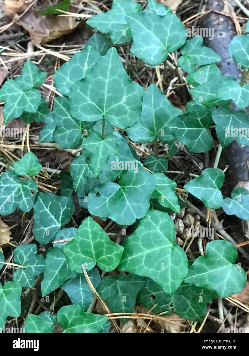 common ivy (Hedera helix Stock Photo - Alamy
