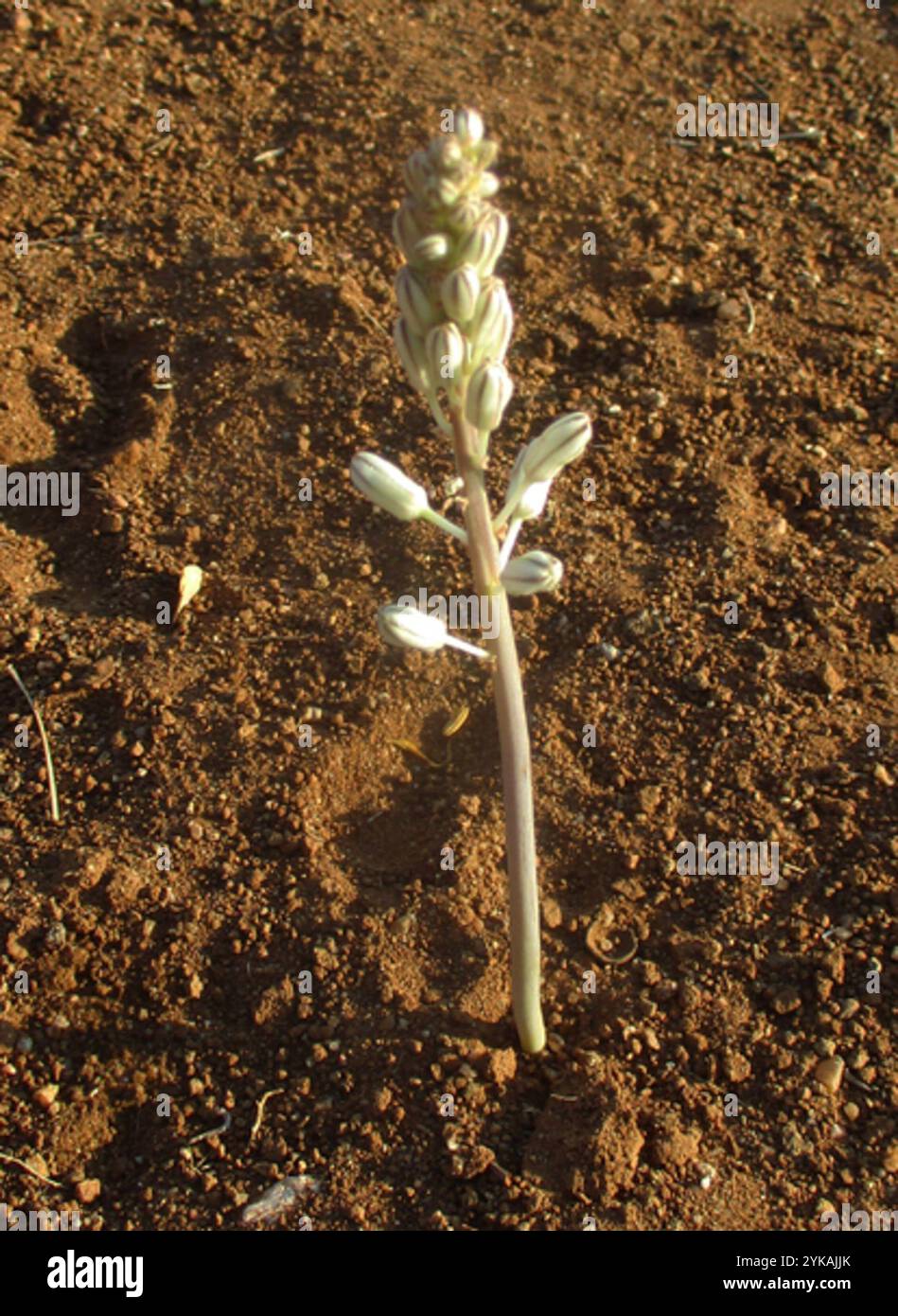 Red Squill (Drimia sanguinea Stock Photo - Alamy