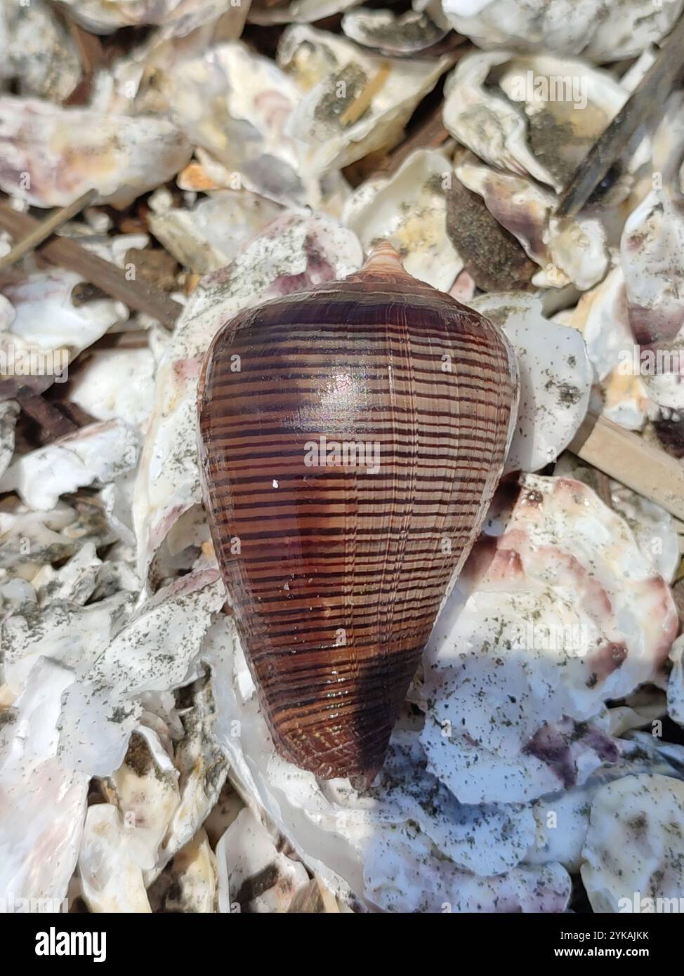 Fig cone hi-res stock photography and images - Alamy