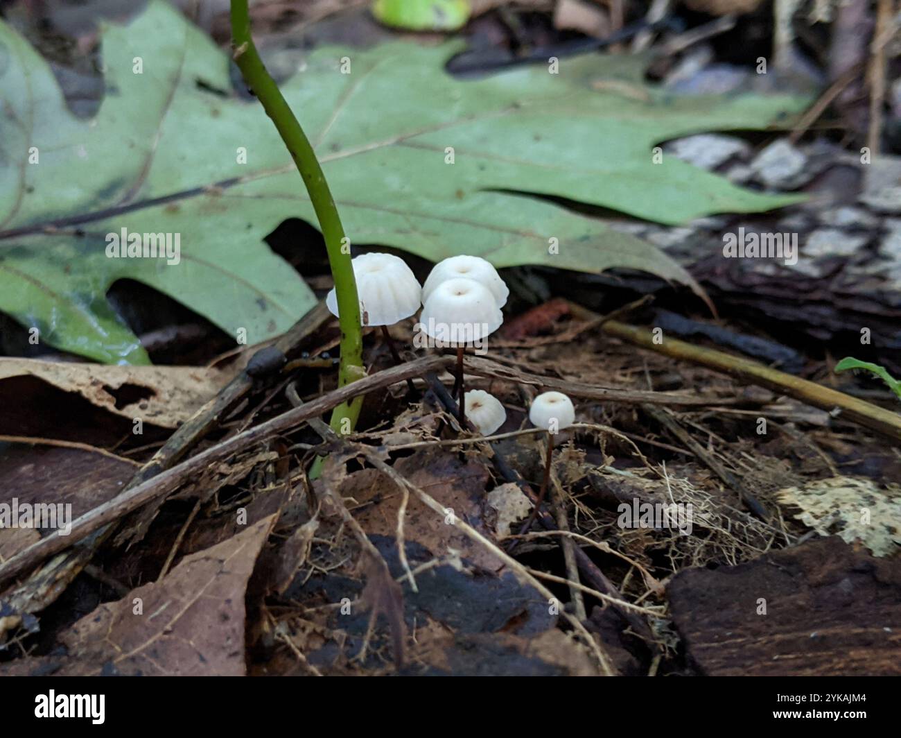 collared parachute (Marasmius rotula Stock Photo - Alamy