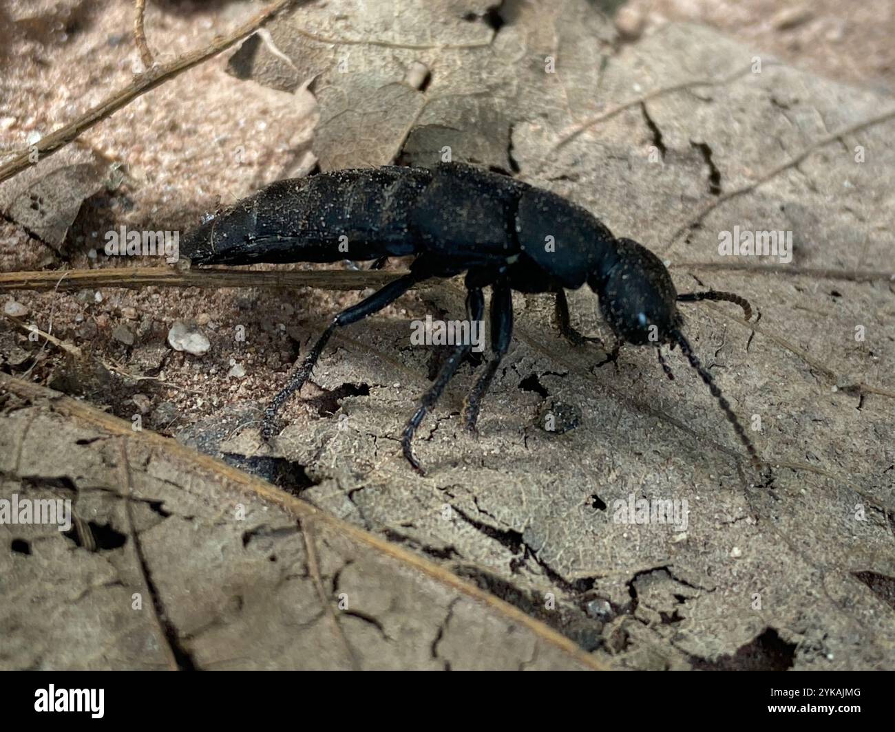 Devil's Coach Horse Beetle (Ocypus olens Stock Photo - Alamy