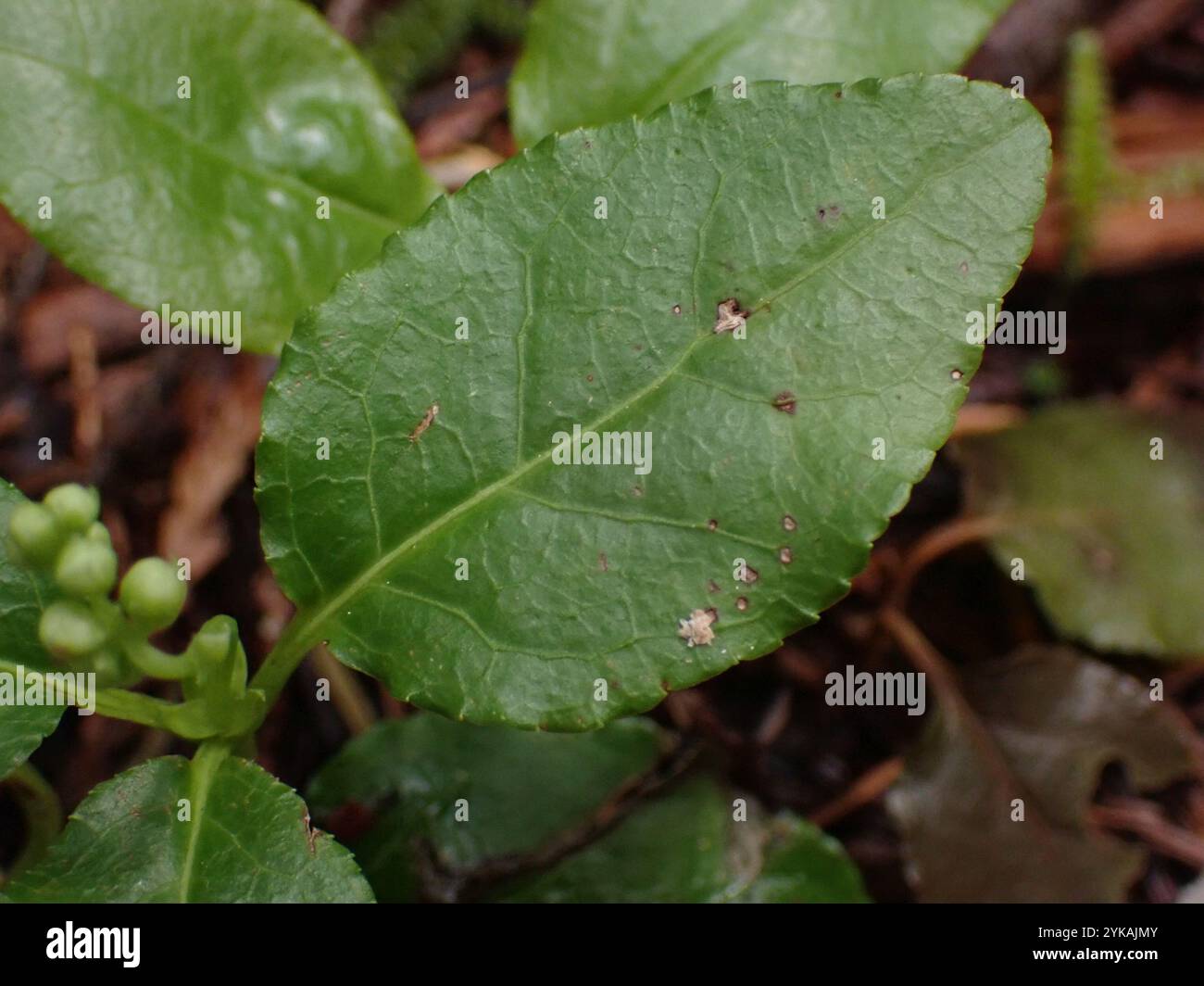 one-sided wintergreen (Orthilia secunda Stock Photo - Alamy
