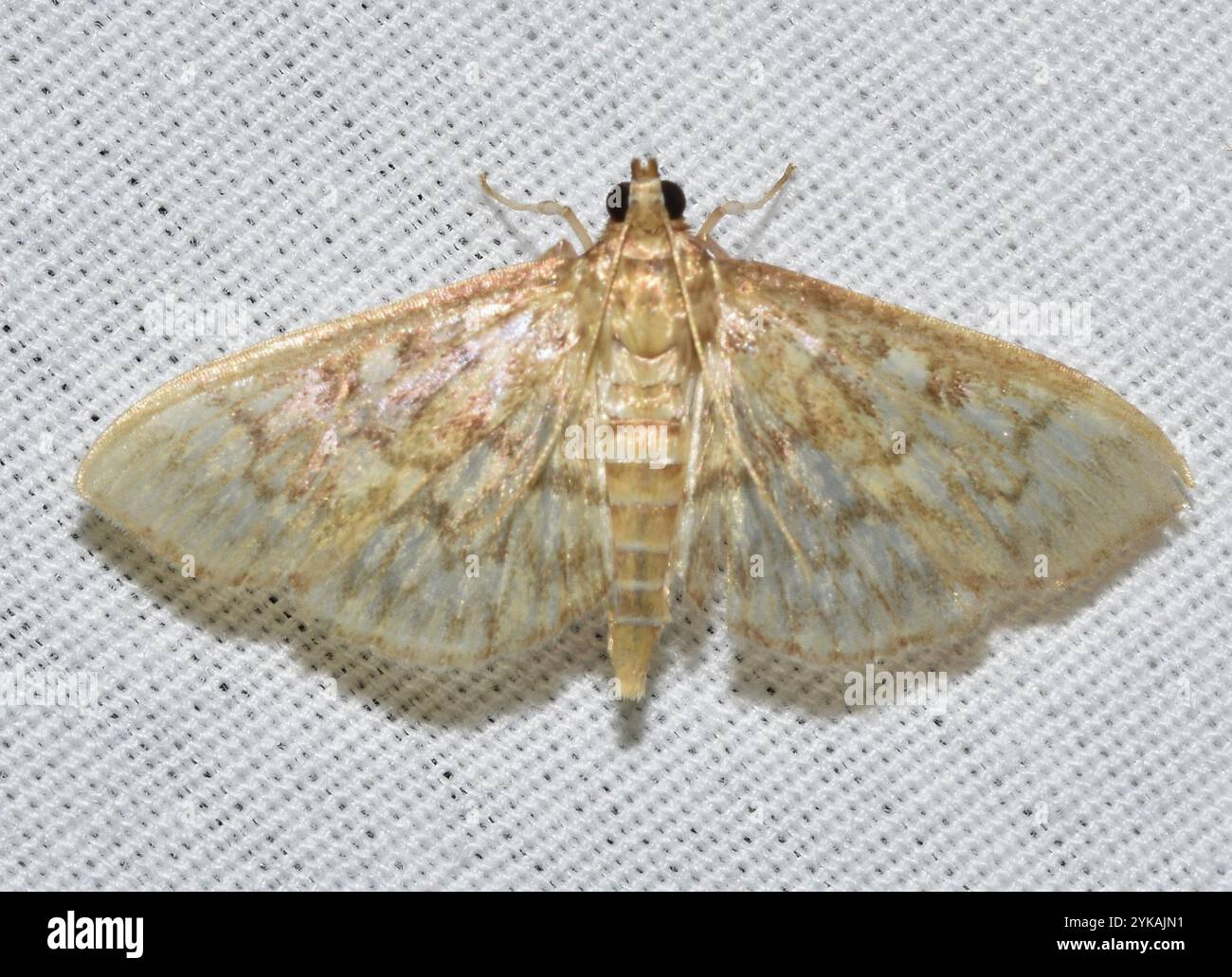 Herpetogramma hi-res stock photography and images - Alamy
