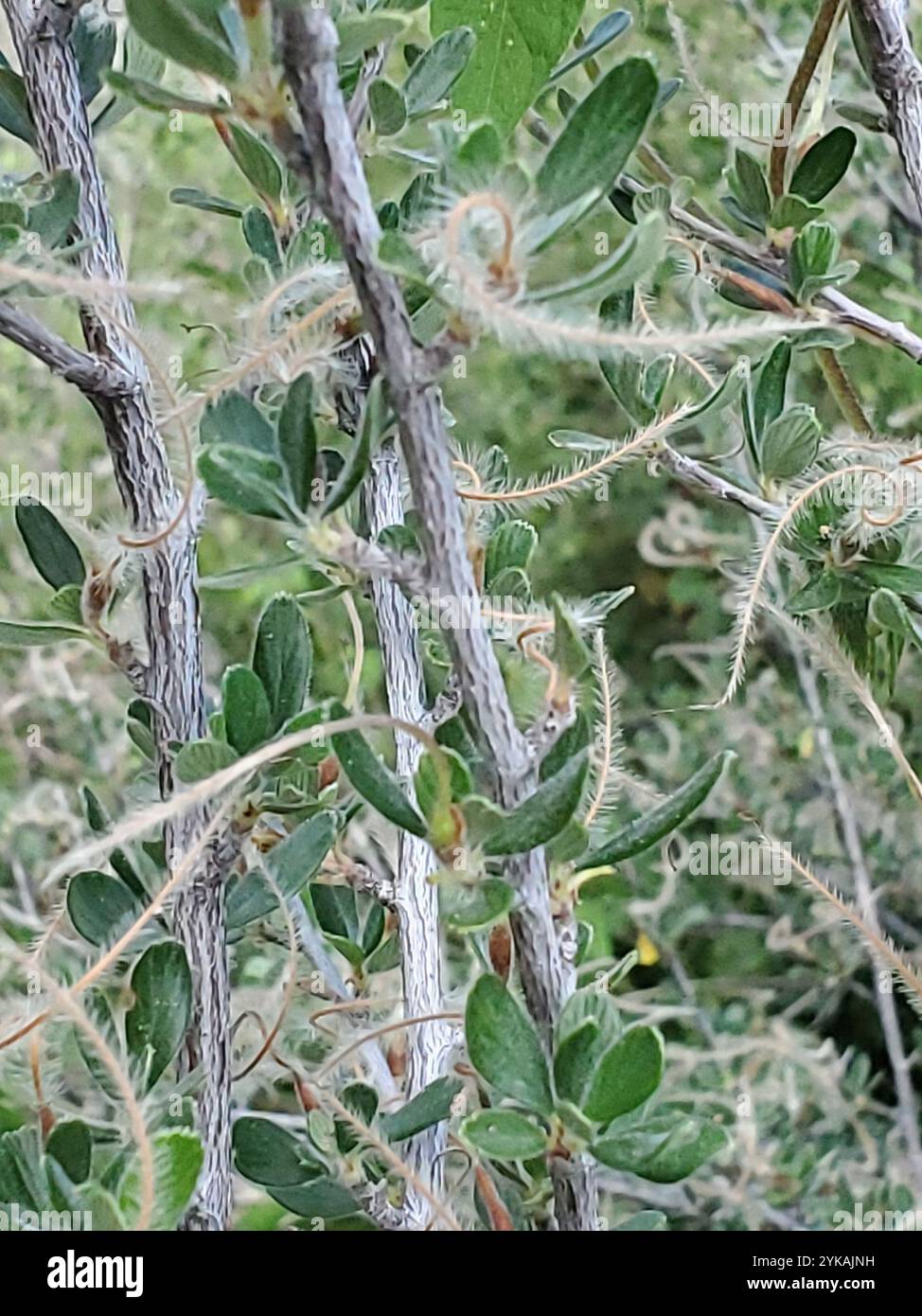 mountain mahoganies (Cercocarpus Stock Photo - Alamy