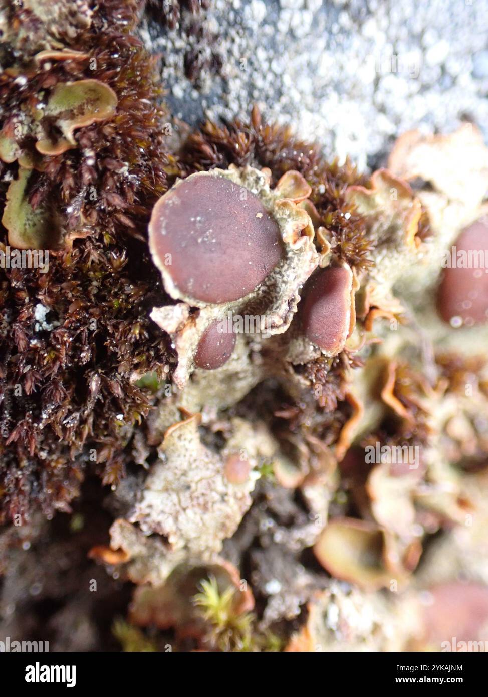 Solorina crocea hi-res stock photography and images - Alamy