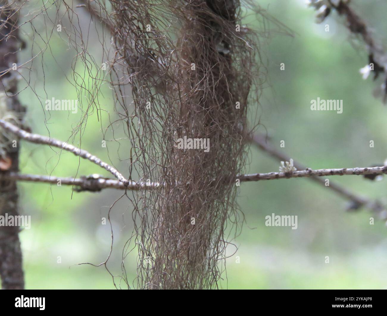 Witch's Hair (Alectoria sarmentosa Stock Photo - Alamy