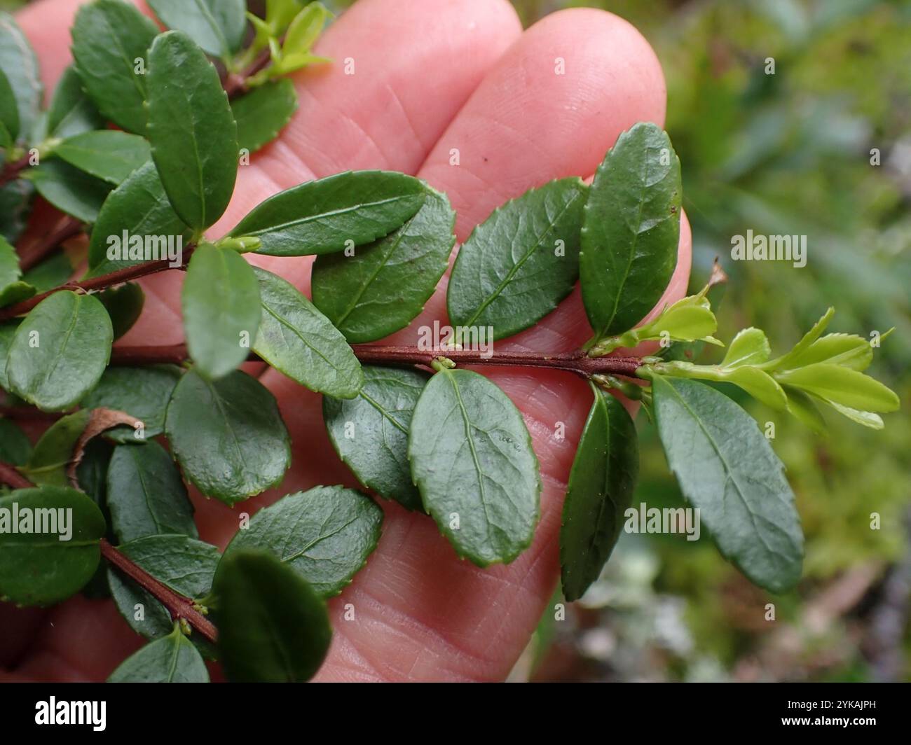 Oregon Boxwood (Paxistima myrsinites Stock Photo - Alamy