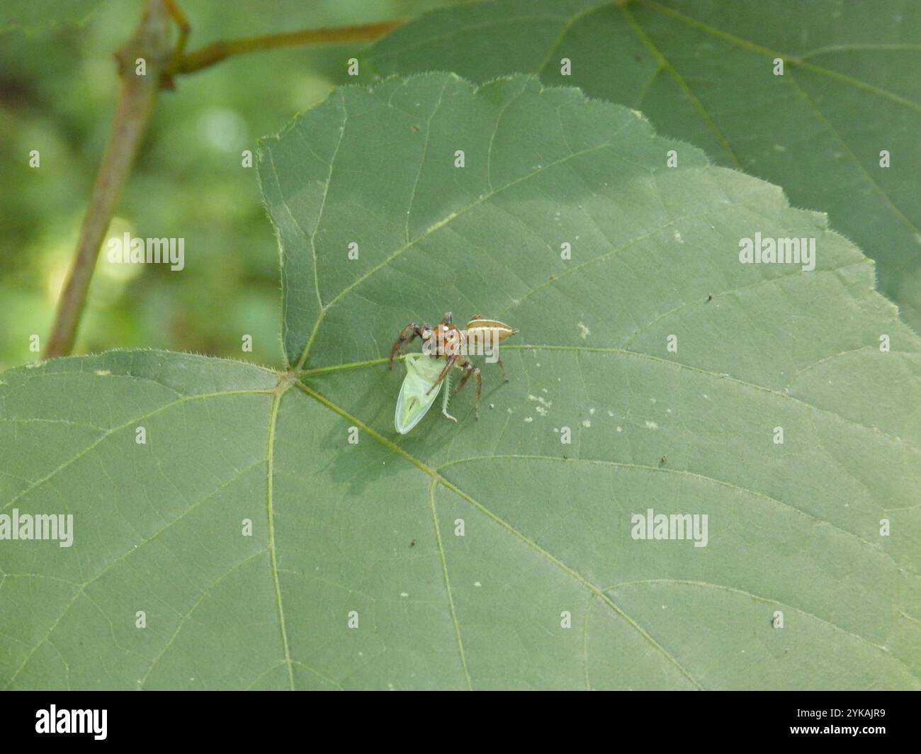 Sylvan Jumping Spider (Colonus sylvanus Stock Photo - Alamy