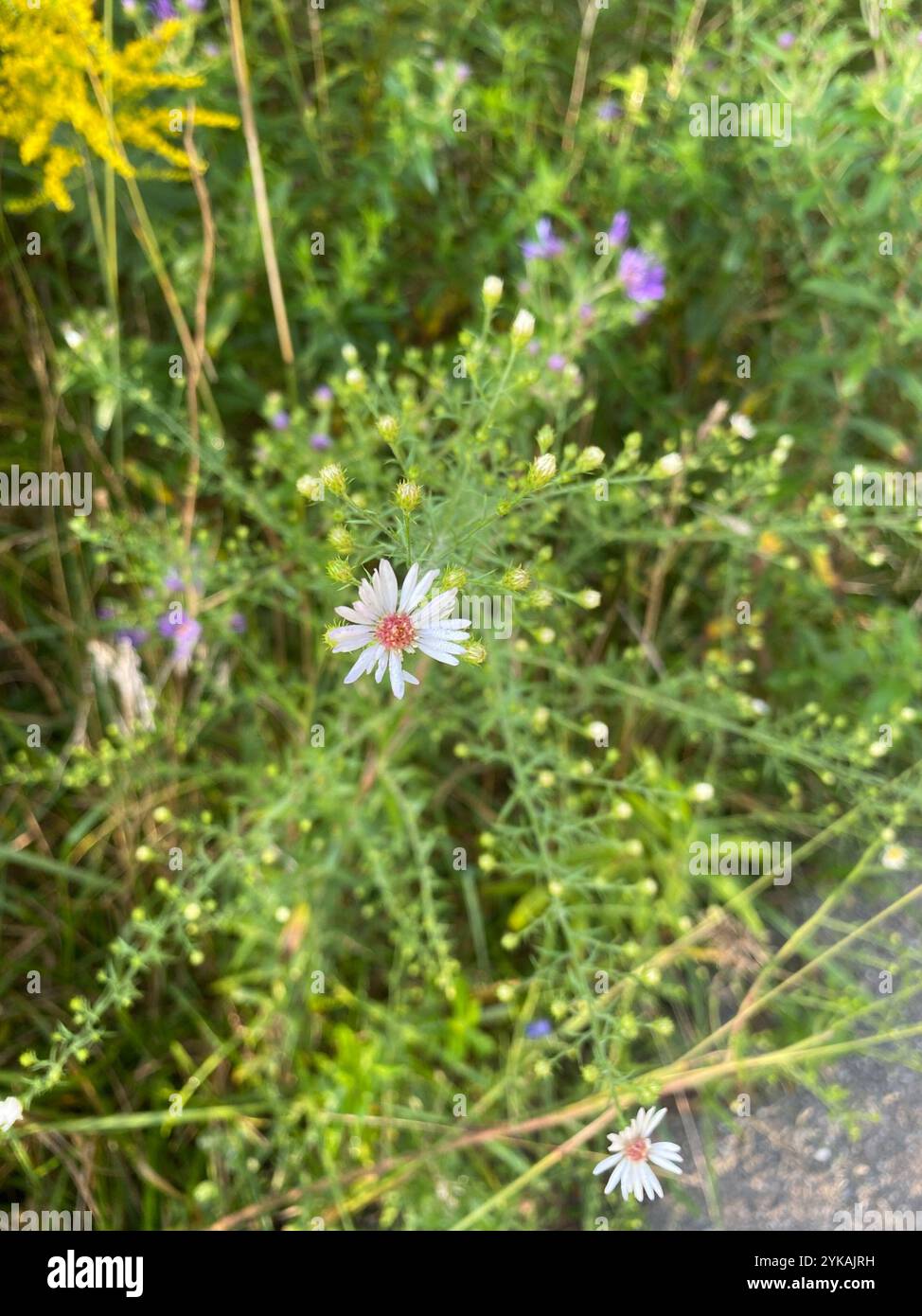 American asters (Symphyotrichum Stock Photo - Alamy