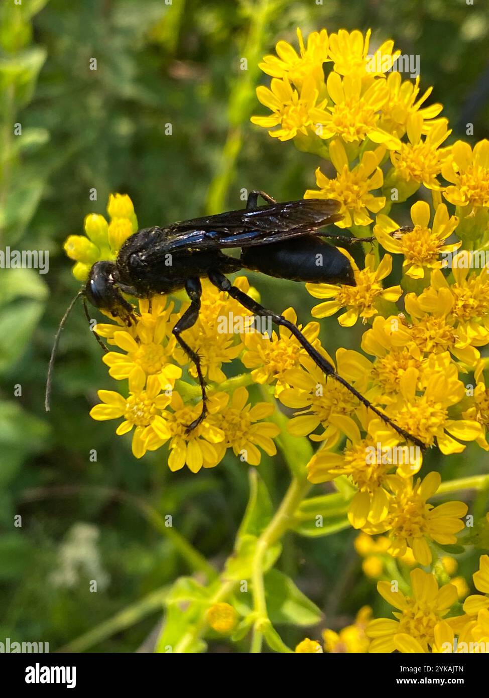 Great Black Digger Wasp (Sphex pensylvanicus Stock Photo - Alamy