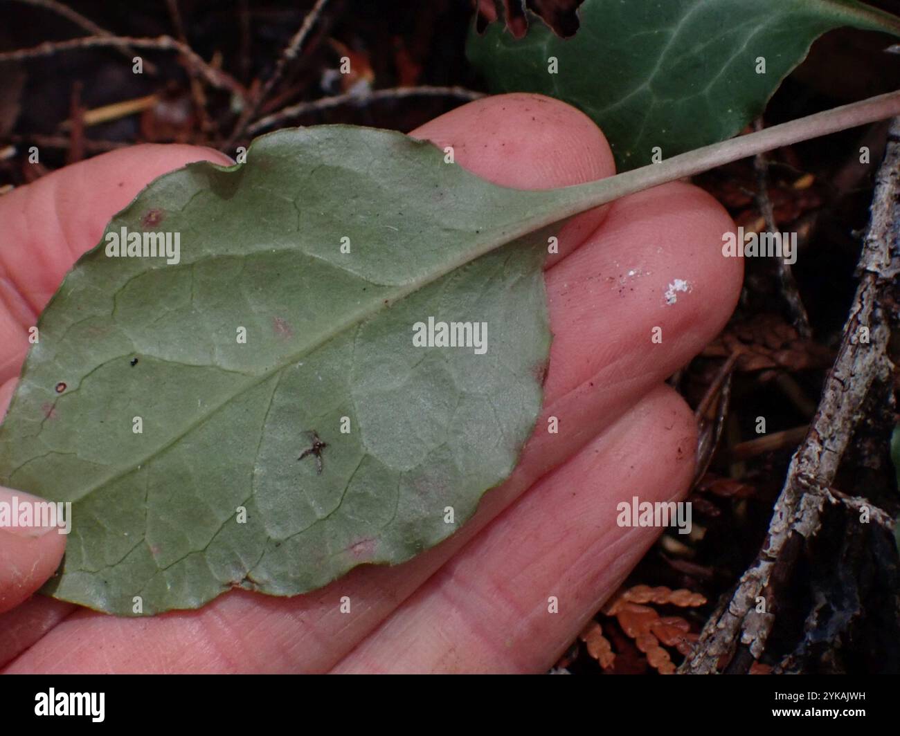 white-veined wintergreen (Pyrola picta Stock Photo - Alamy