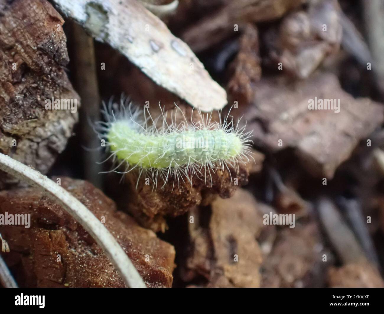 Plume Moths (Pterophoridae Stock Photo - Alamy