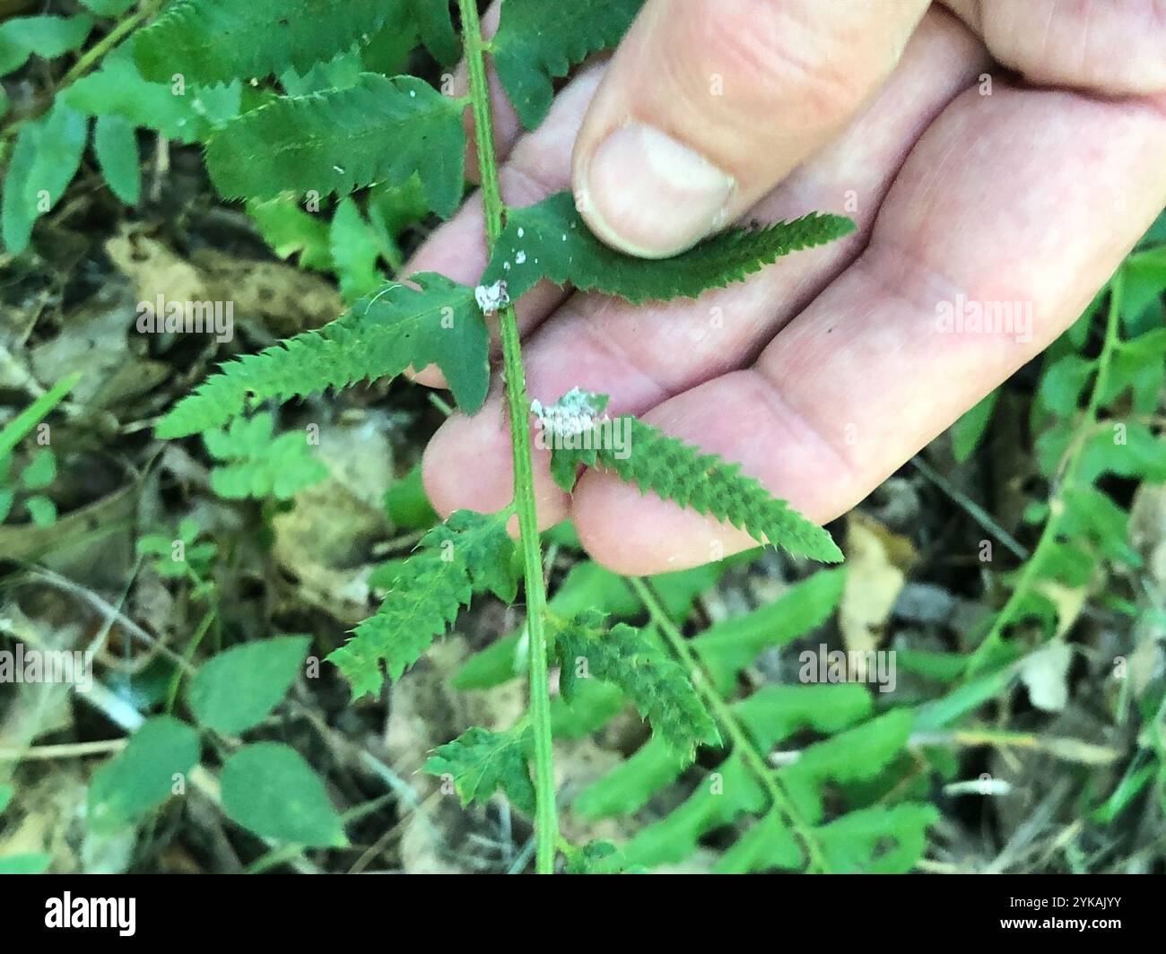 Christmas fern (Polystichum acrostichoides Stock Photo - Alamy