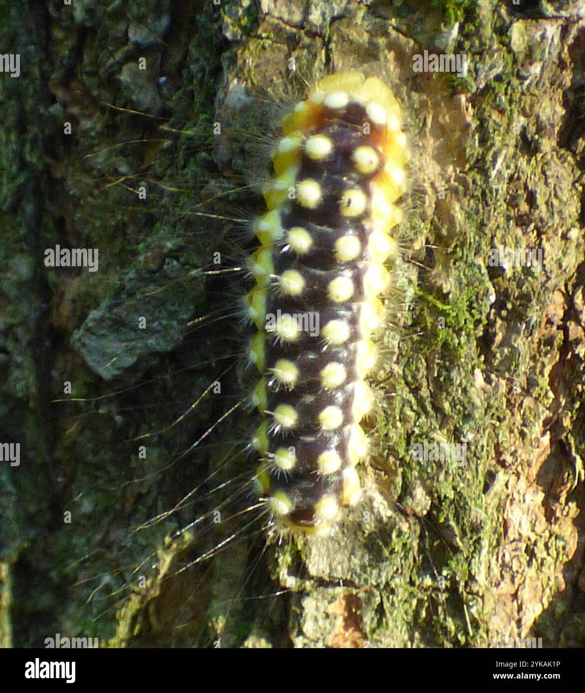 Flannel moth hi-res stock photography and images - Alamy