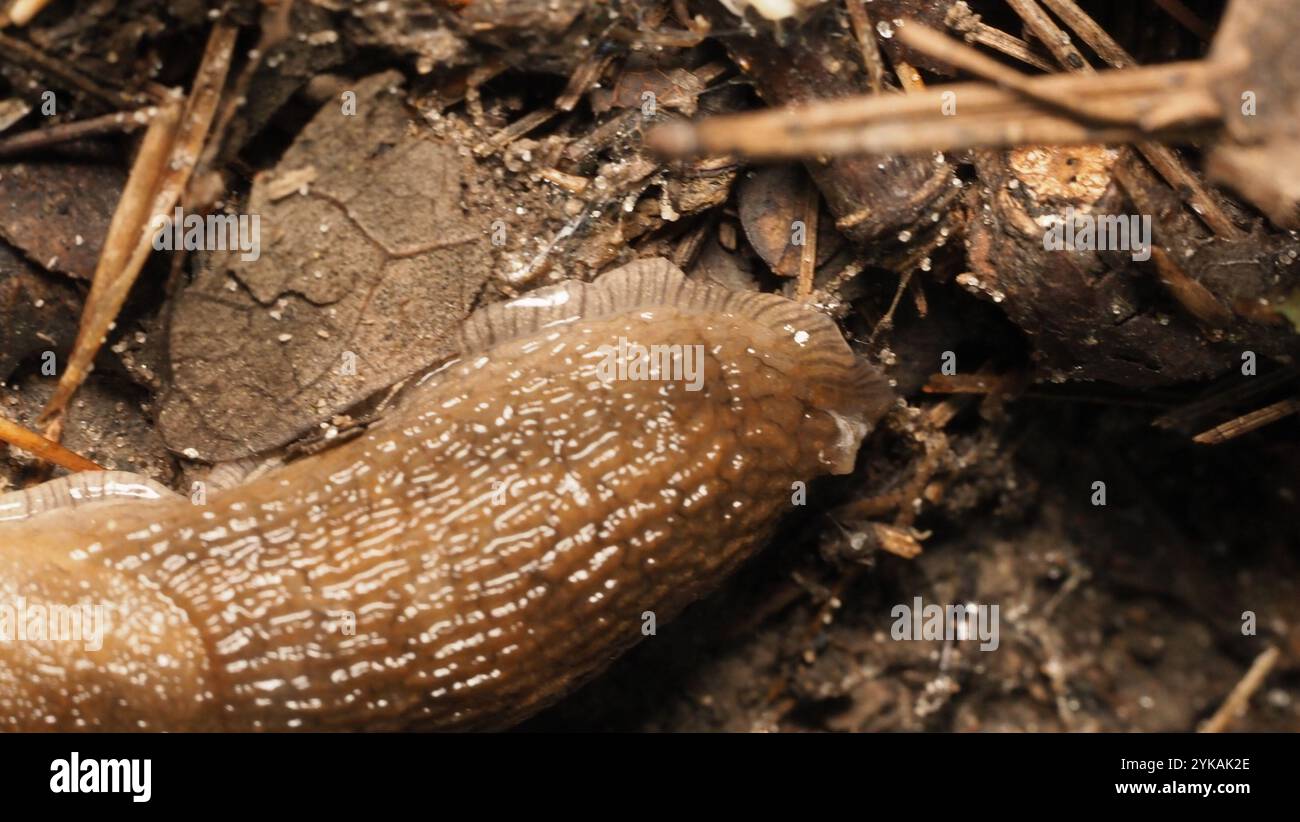 Western Dusky Slug (Arion subfuscus Stock Photo - Alamy