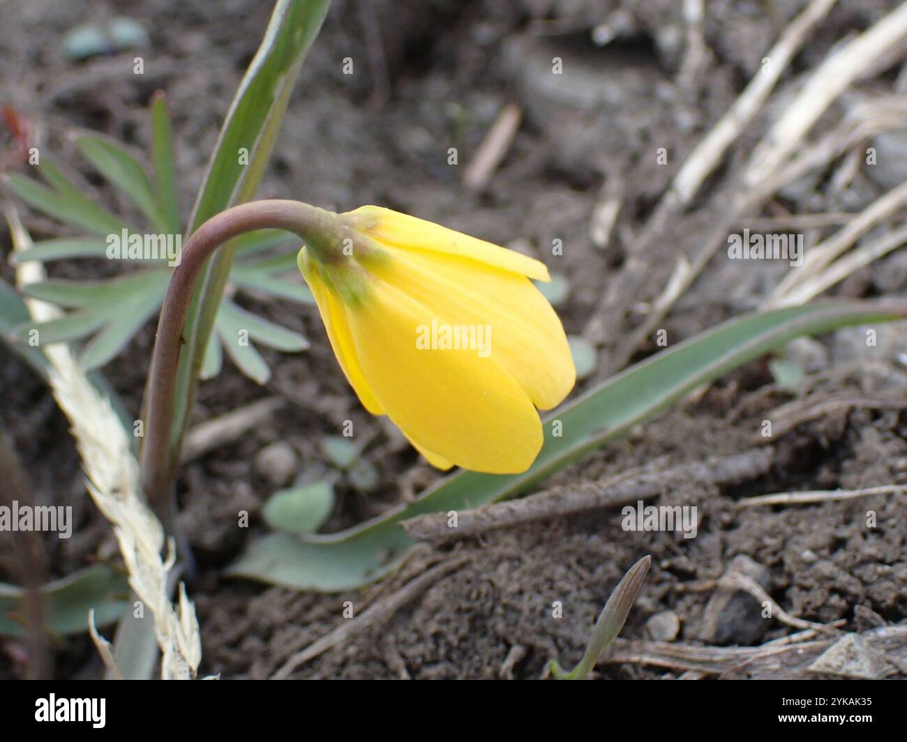 yellow fritillary (Fritillaria pudica Stock Photo - Alamy