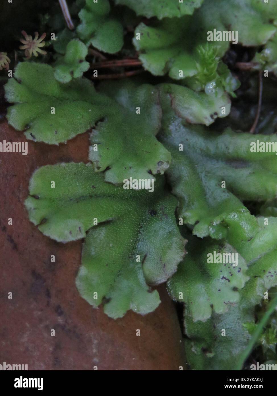 Common Liverwort (Marchantia polymorpha Stock Photo - Alamy