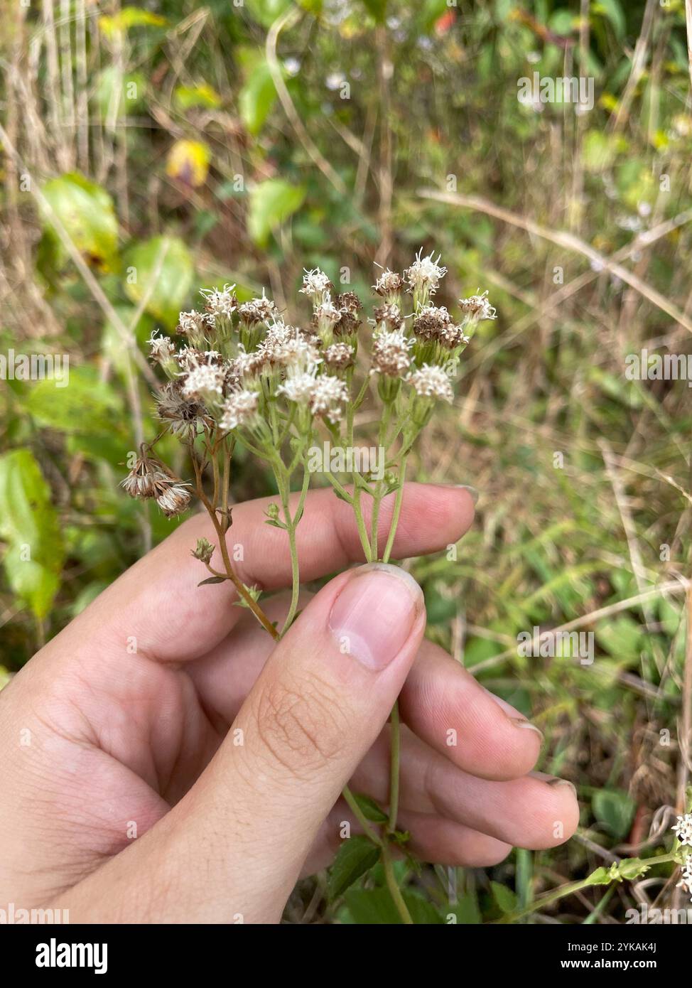 smaller white snakeroot (Ageratina aromatica Stock Photo - Alamy