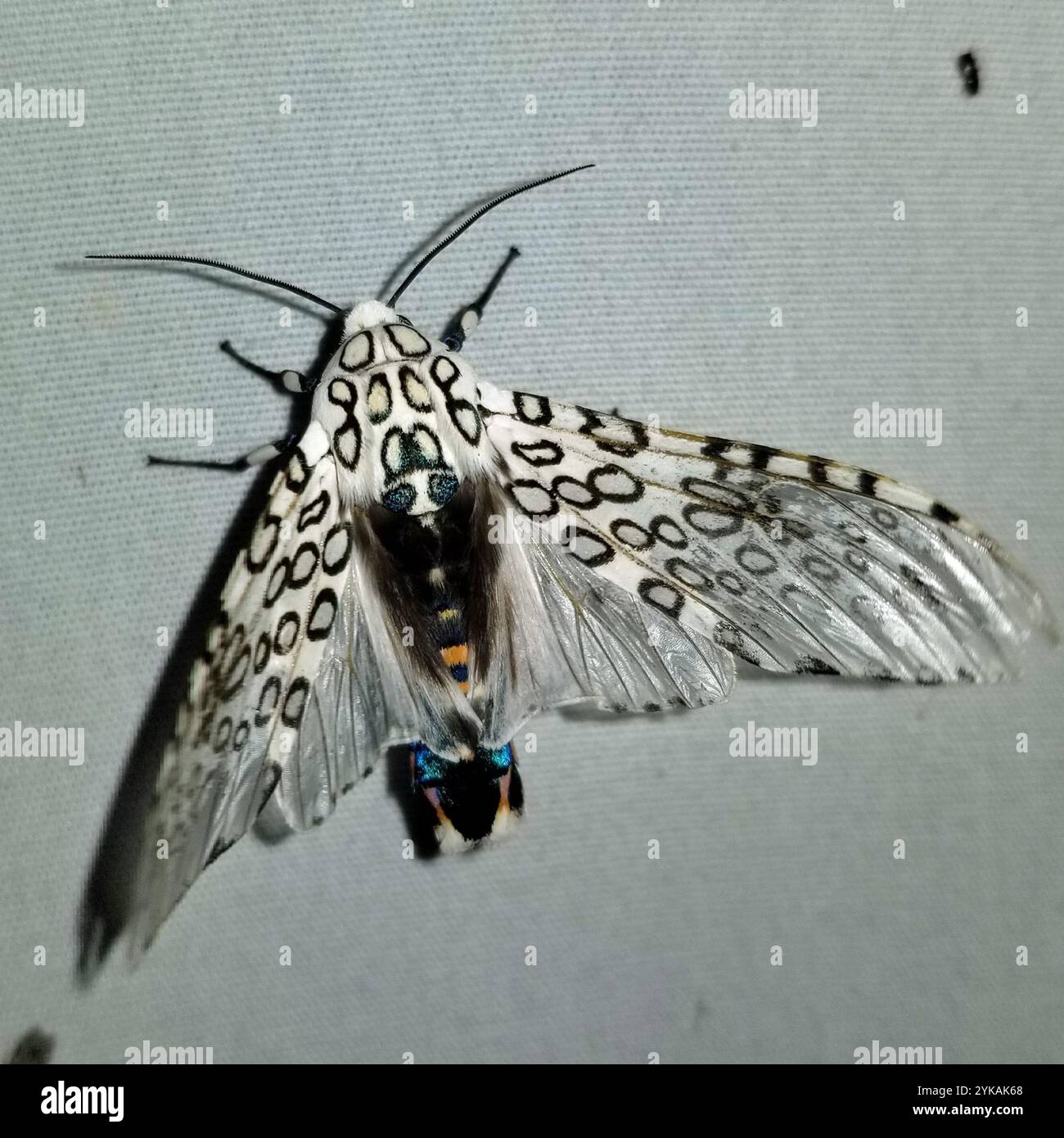 Giant Leopard Moth (Hypercompe scribonia Stock Photo - Alamy