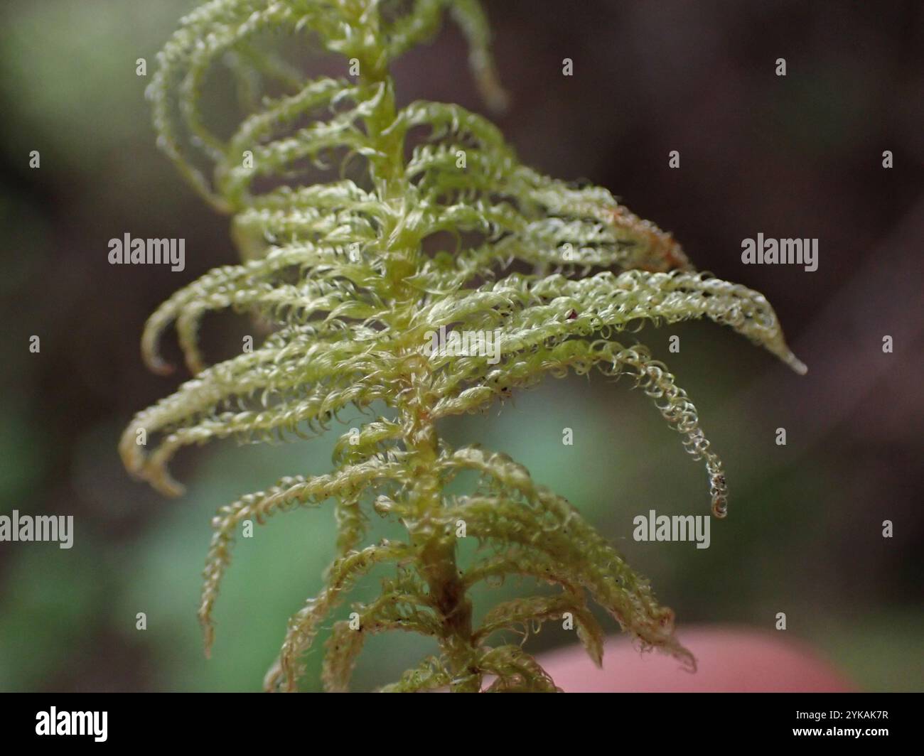 Ostrich-plume Moss (Ptilium crista-castrensis Stock Photo - Alamy