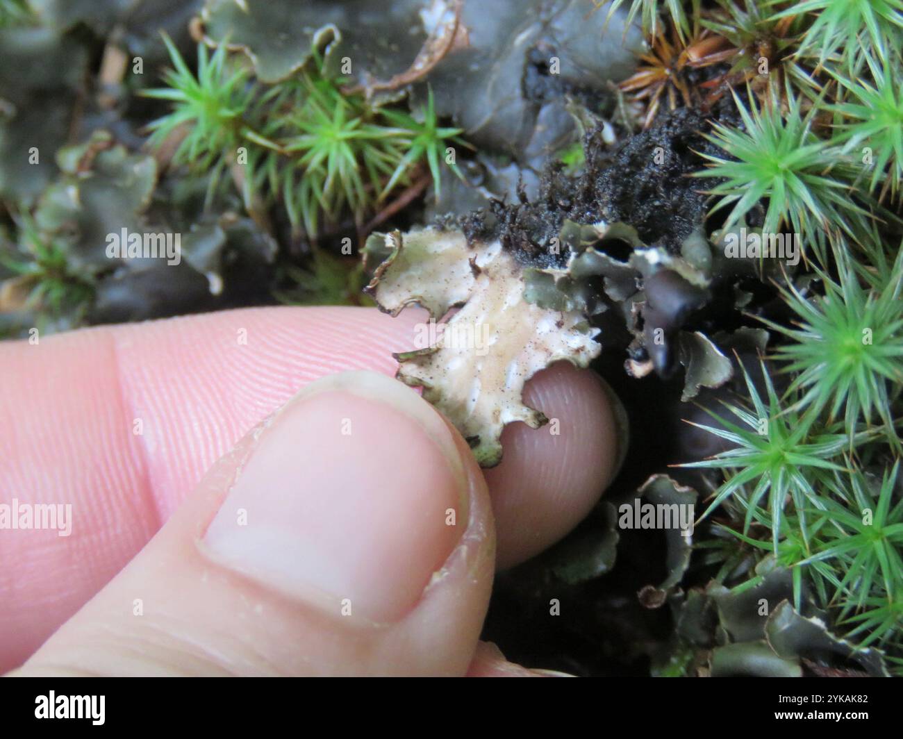 membranous pelt lichen (Peltigera membranacea Stock Photo - Alamy