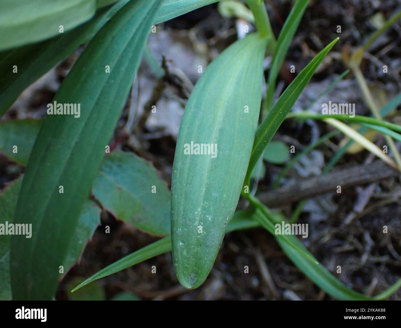 Columbia lily (Lilium columbianum Stock Photo - Alamy