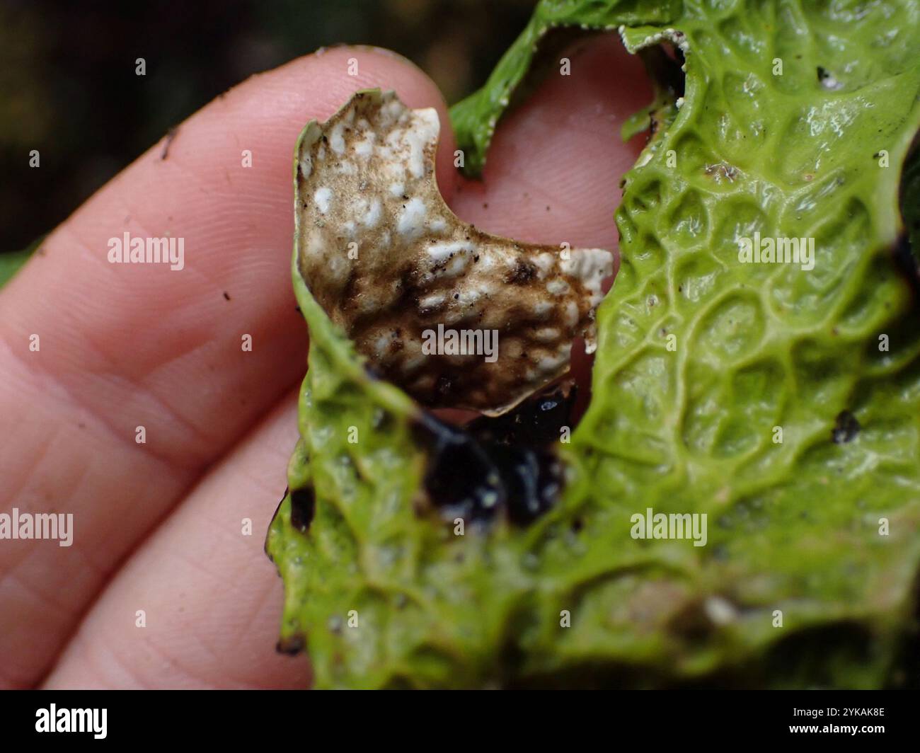 Tree Lungwort (Lobaria pulmonaria Stock Photo - Alamy