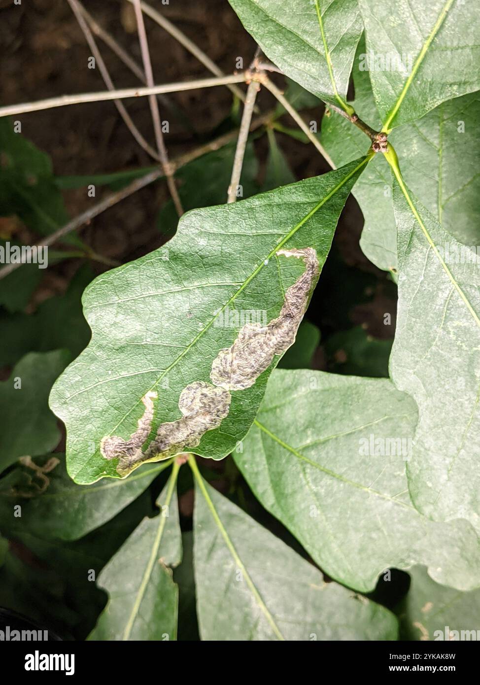 Chestnut Blotchminer Moth (Coptotriche castaneaeella Stock Photo - Alamy